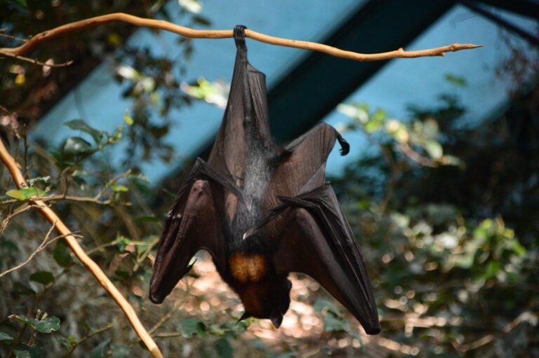 Bat surveys: what they’re for and when to get one tips – e-architect