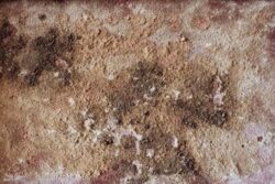 Will mold die if dried out guide - e-architect